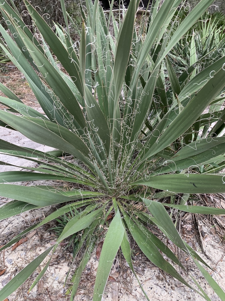 Yuccas from 118 Oakwood Dr, Santa Rosa Beach, FL, US on February 18 ...
