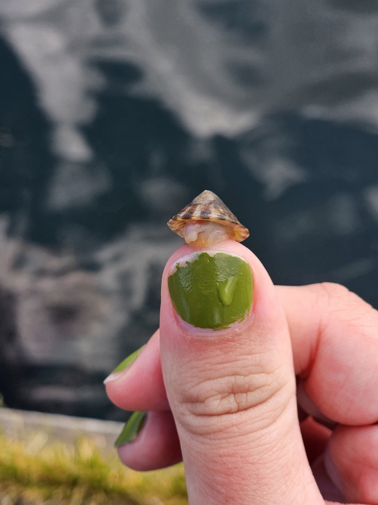 Shield Limpet from Kodiak, AK, USA on September 1, 2023 at 03:15 PM by ...