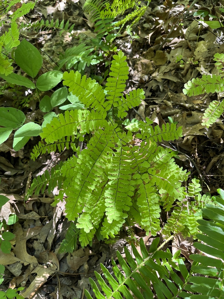 northern maidenhair fern from Camdenton, MO, US on 01 September, 2023 ...