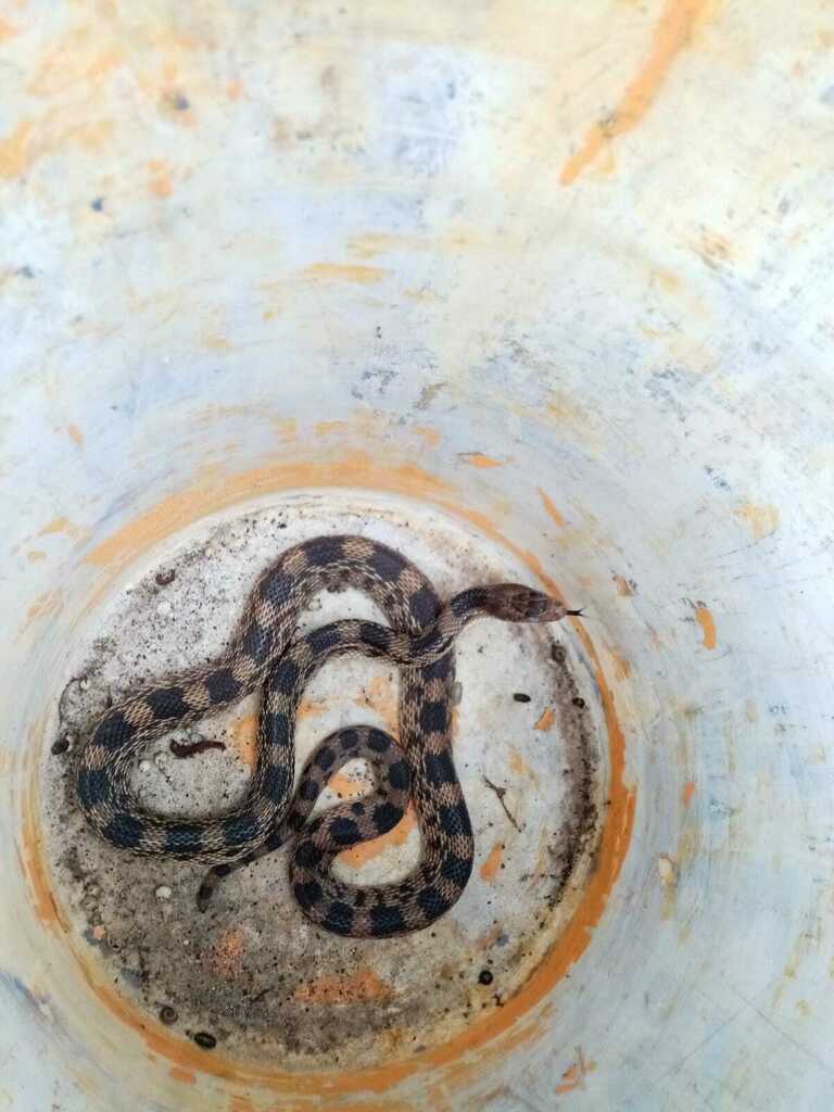 Mexican Bull Snake from CECyS José de Tapia Bujalance on August 18 ...