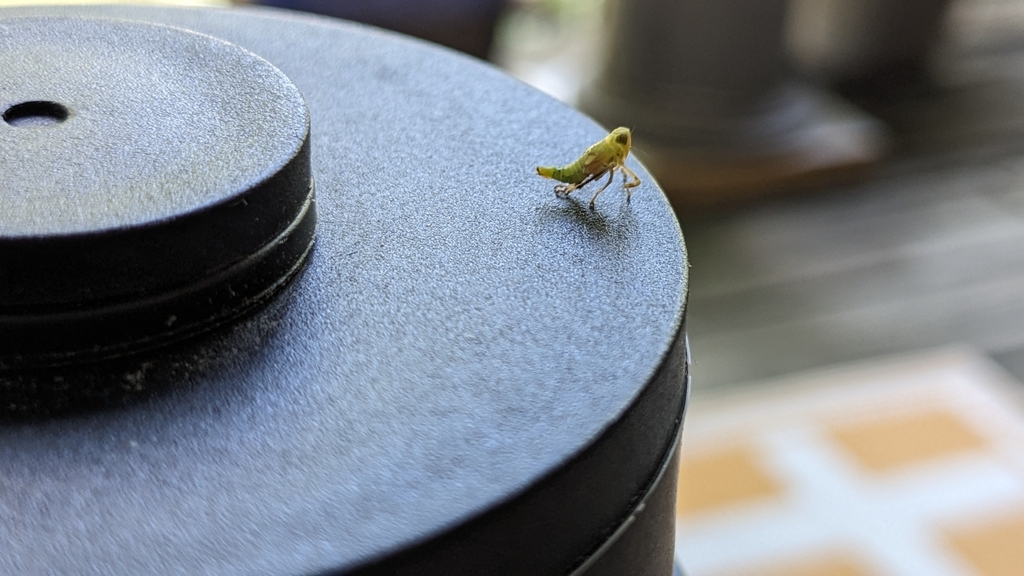 Coppery Leafhopper in September 2023 by Dan Hutt. Might be a different ...