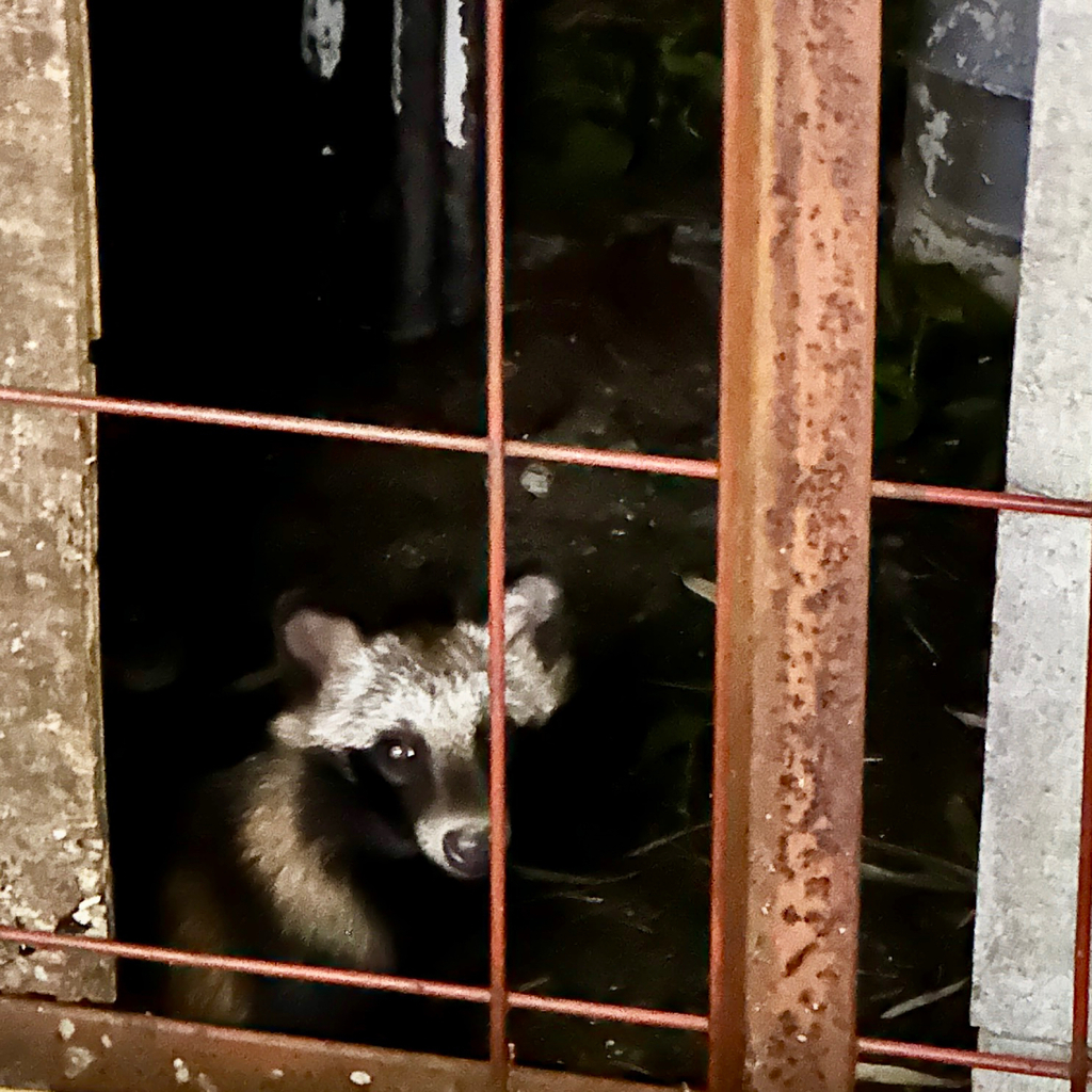 Hondo Raccoon Dog from 蒲郡市 on September 1, 2023 at 07:53 PM by okiraku ...