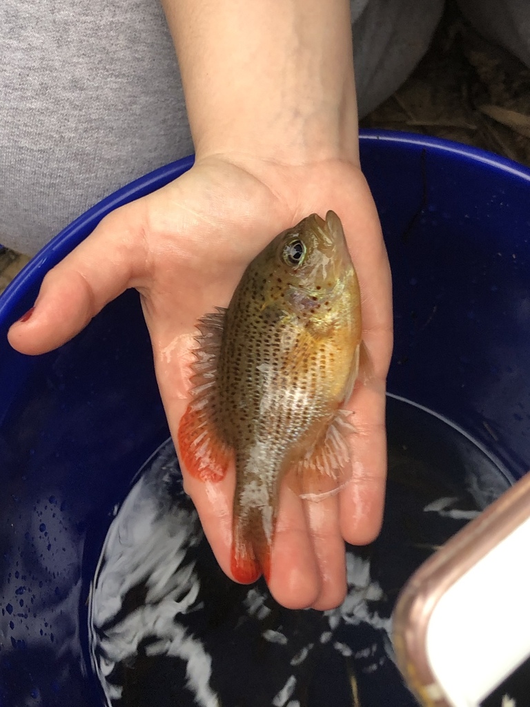 Spotted Sunfish from 36079, Troy, AL, US on February 18, 2019 at 03:36 ...