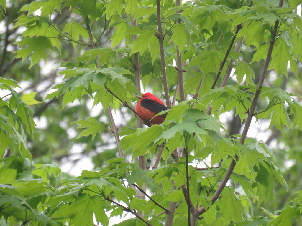 Scarlet Tanager from Chicago, IL 60640, USA on May 12, 2023 at 04:32 PM ...