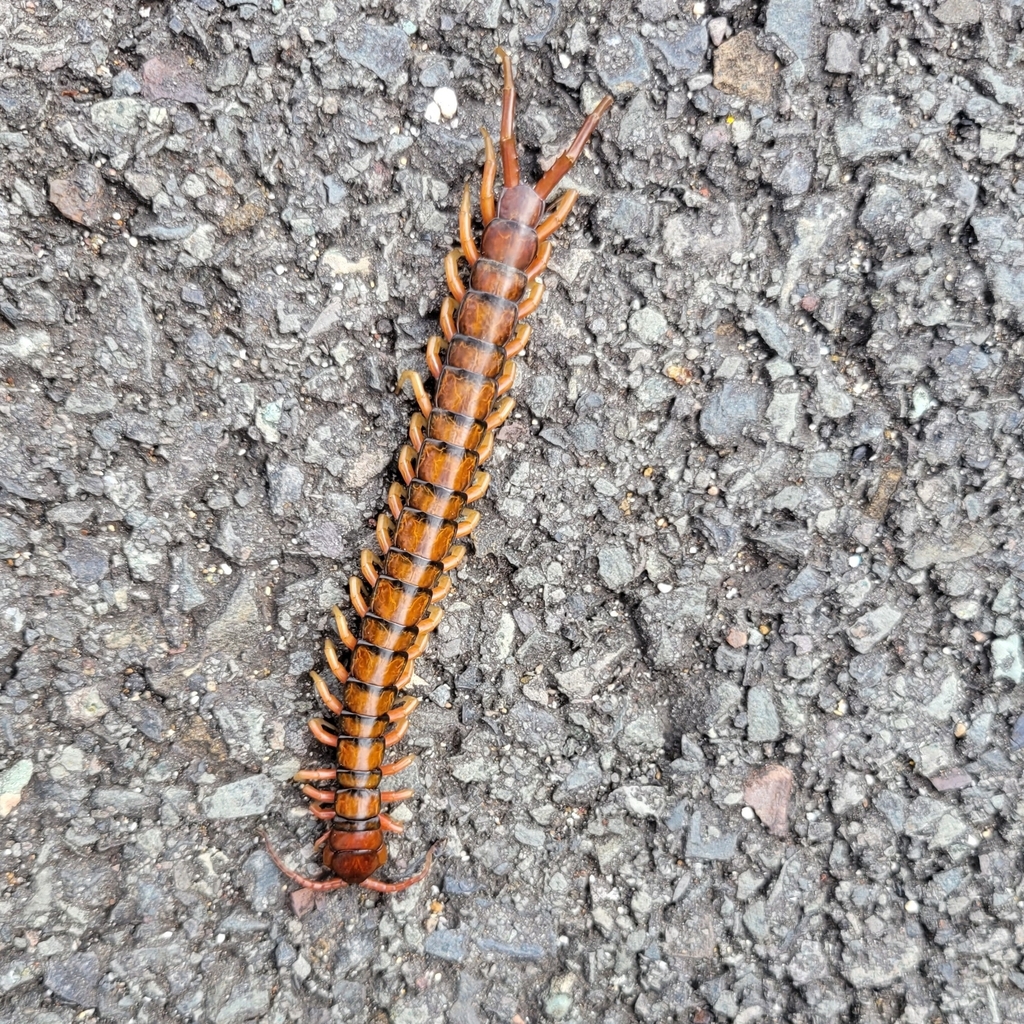 Pacific Giant Centipede from Honolulu County, US-HI, US on September 1 ...