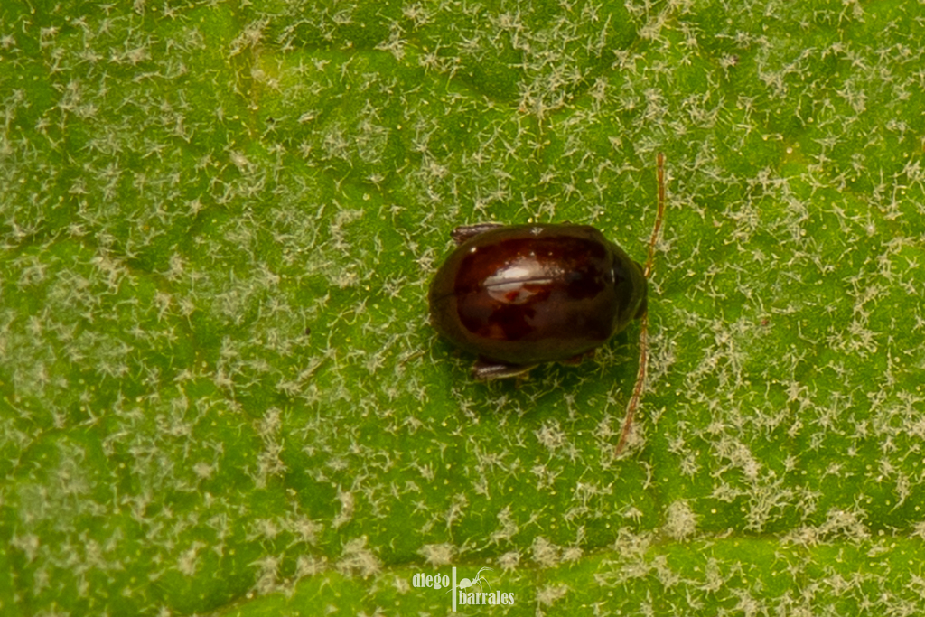 Flea Beetles from C.U., Ciudad de México, CDMX, México on September 1 ...