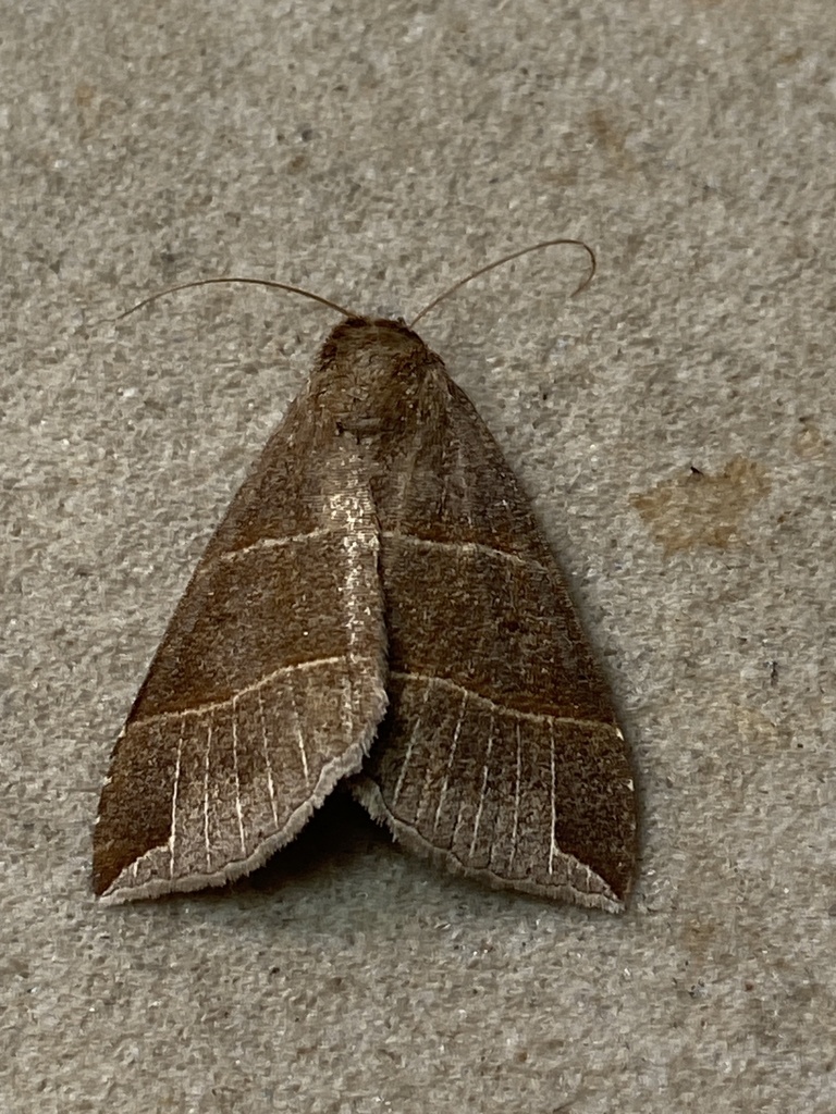 Maple Looper Moth from W Shale Rd, Grantsville, MD, US on June 10, 2023 ...