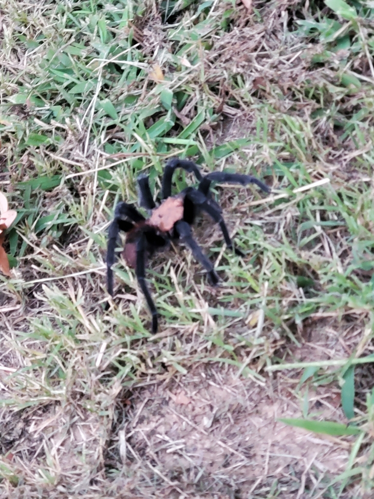 Texas Brown Tarantula from Pocola, OK, USA on August 28, 2023 at 07:54 ...