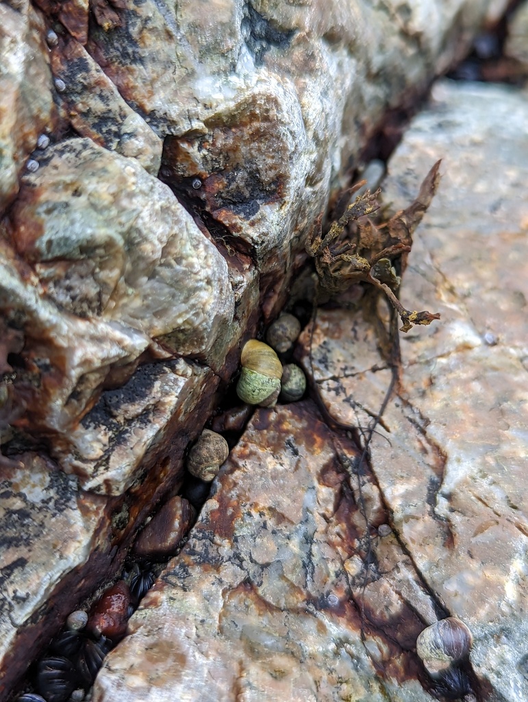 Rough Periwinkle from Division No. 1, Newfoundland and Labrador, Canada ...