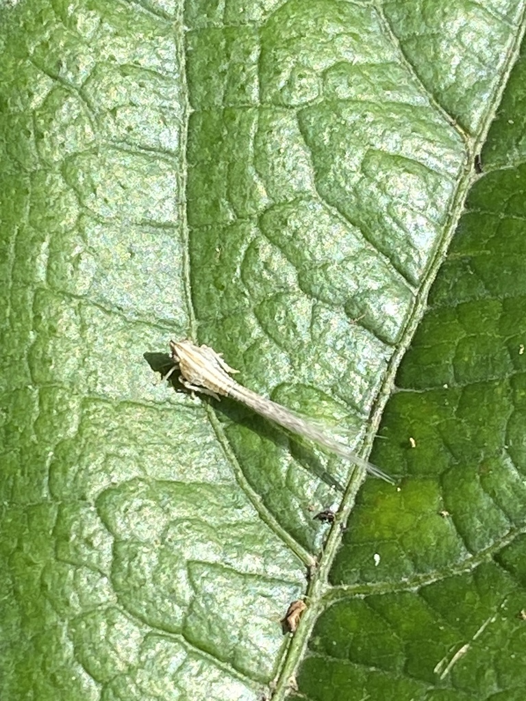 White-backed Planthopper from Avenida La Cocha, Pasaje, El Oro, EC on ...