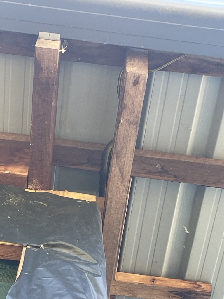 Common Tree Snake from Shark Creek, NSW, AU on September 2, 2023 at 10: ...