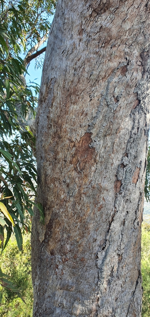gum trees from Mount Archer QLD 4701, Australia on September 2, 2023 at ...