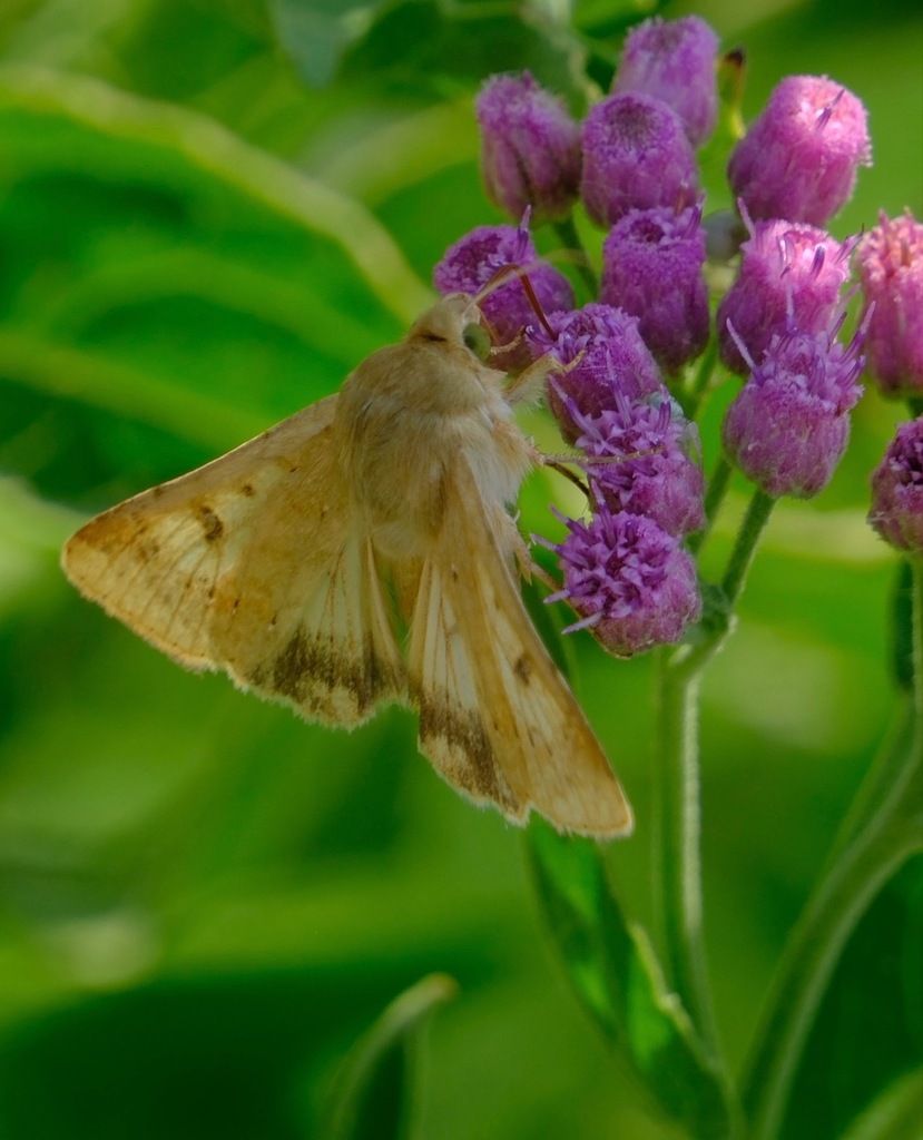 Cotton Bollworm Moth from Travis County, TX, USA on September 1, 2023 ...
