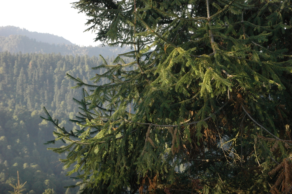 sacred fir in February 2019 by Jorge Rojas S. · iNaturalist