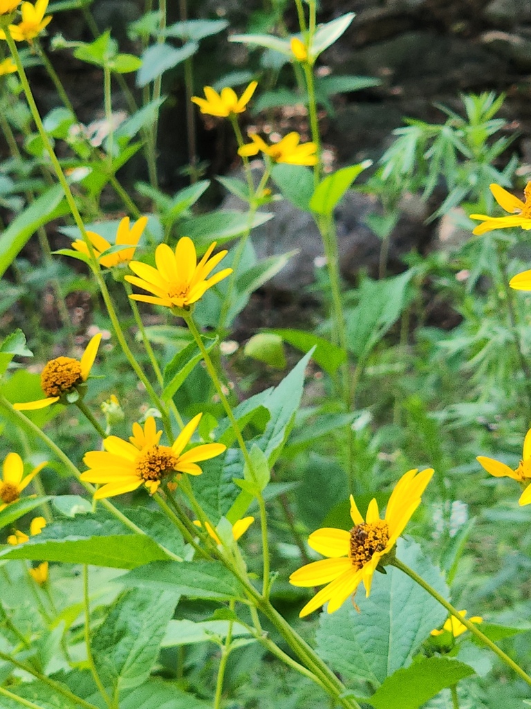false sunflower in July 2023 by DJMC2001 · iNaturalist