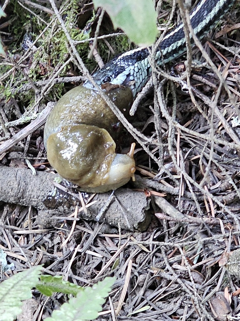 Northwestern Garter Snake from Kenmore, WA, USA on September 1, 2023 at ...