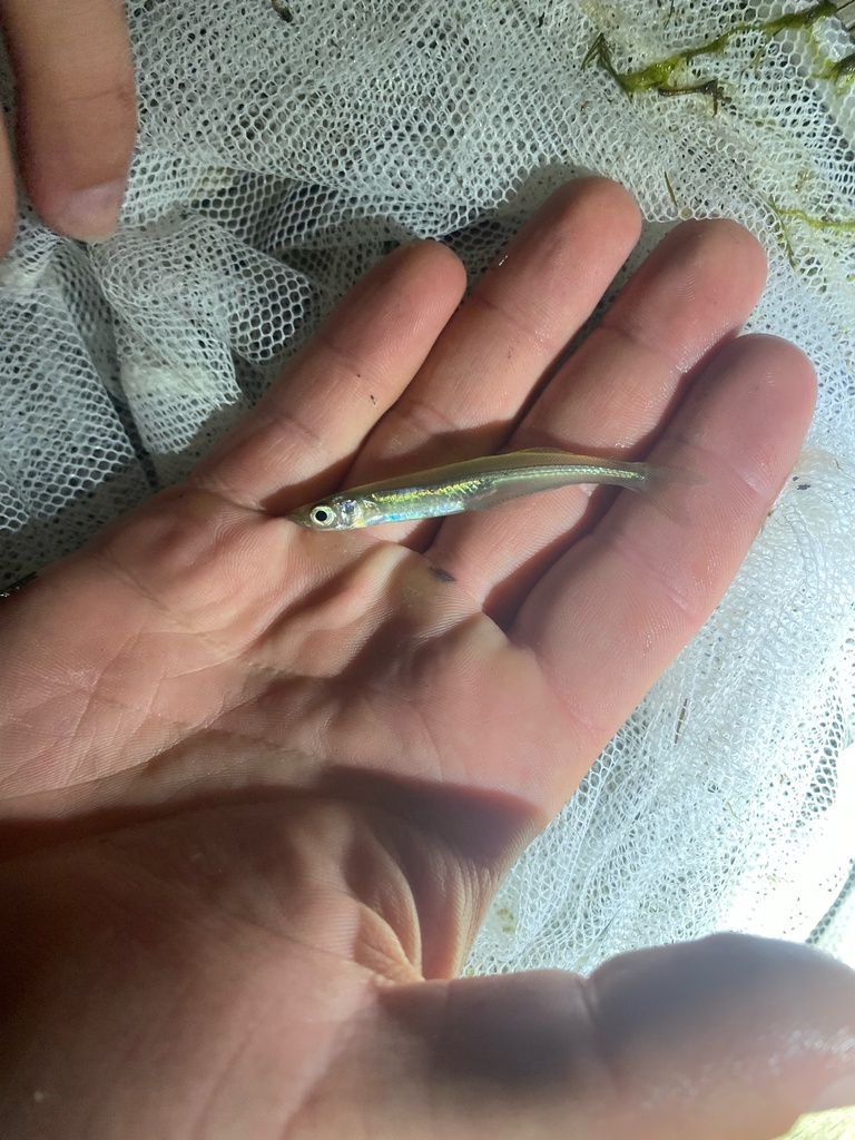 Brook Silverside from Lake Nokomis Community Center, Minneapolis, MN ...