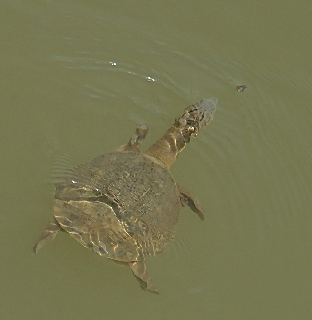 Indian Flapshell Turtle from Mundra Rd, BSF BN HQ, Bhuj, Gujarat, India ...