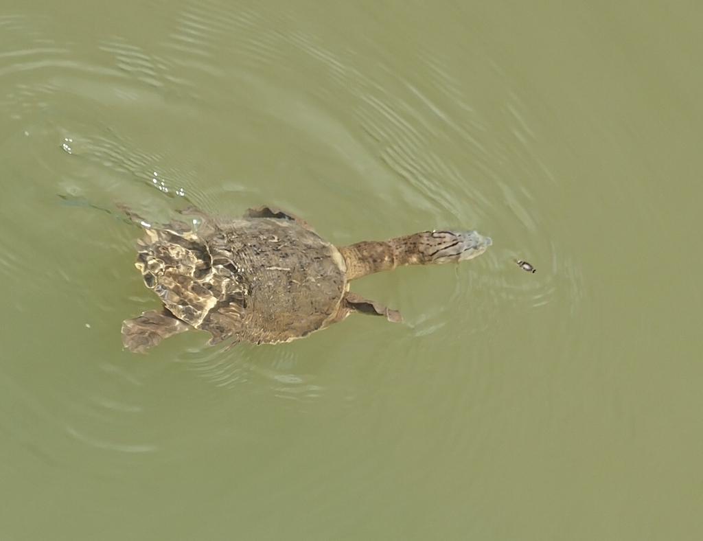 Indian Flapshell Turtle from Mundra Rd, BSF BN HQ, Bhuj, Gujarat, India ...