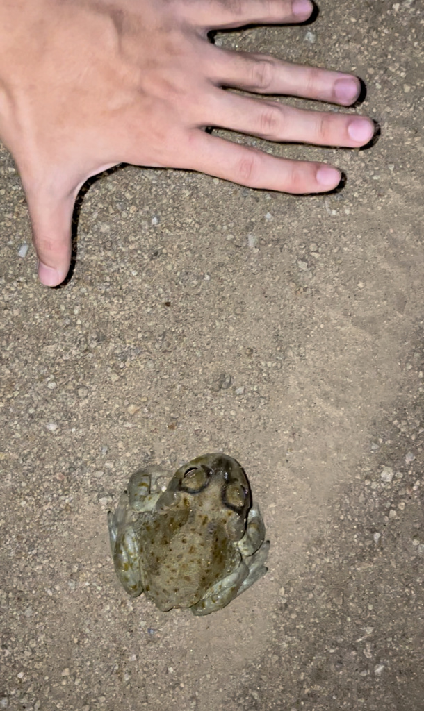 Sonoran Desert Toad in September 2023 by Chen Hu · iNaturalist