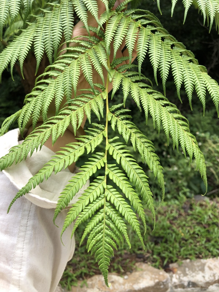 Flying Spider Monkey Tree Fern from 臺灣島, 石門區, NWT, TW on September 2 ...