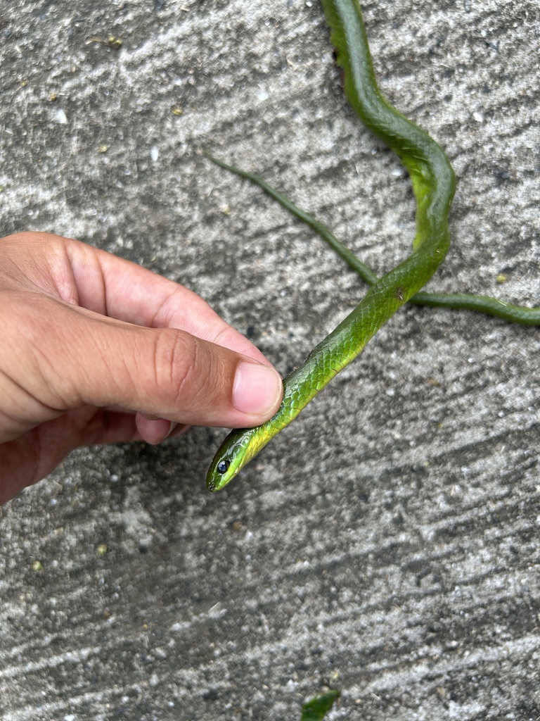 Chinese Green Snake from 北仑区, 宁波市, 浙江省, CN on September 2, 2023 at 12: ...