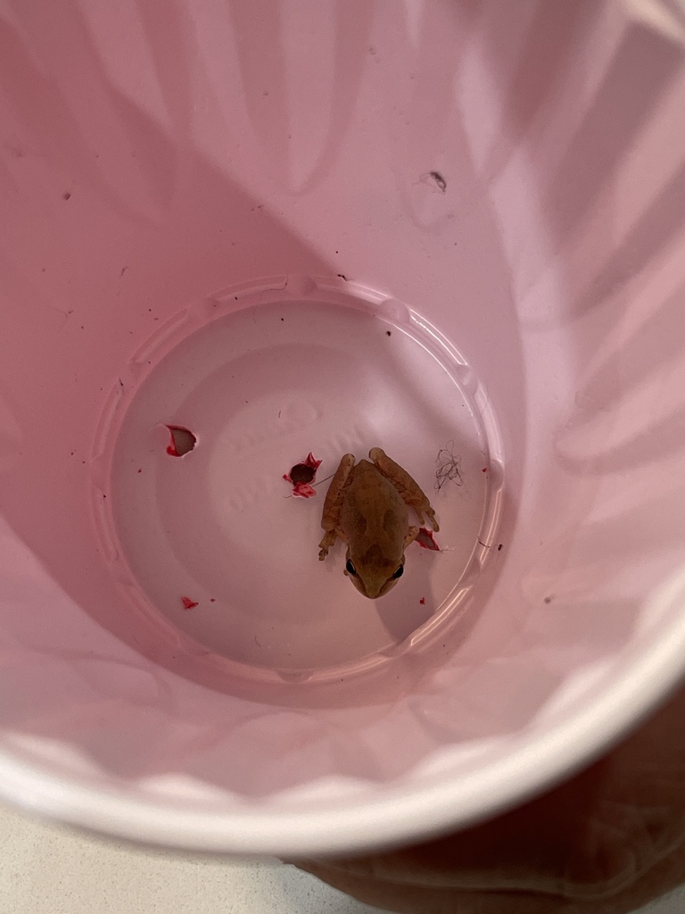 Pacific chorus frog from Mesa Verde Way, Los Angeles, CA, US on ...