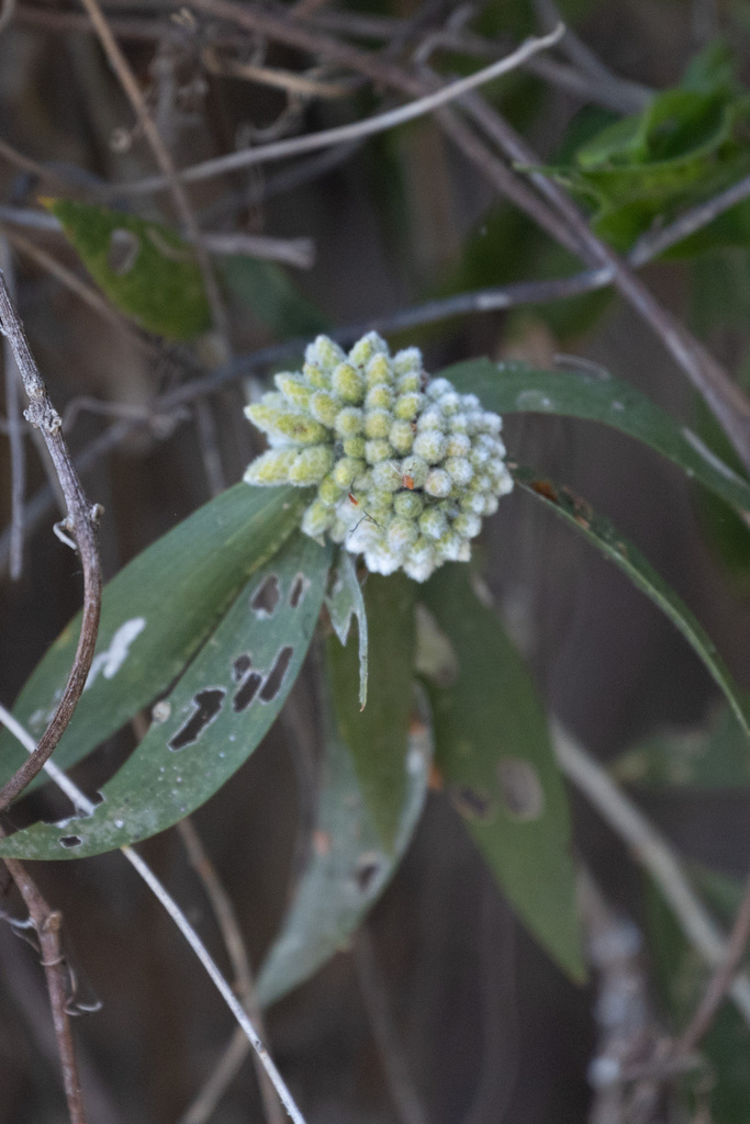 plants from Middle Point NT 0822, Australia on July 13, 2023 at 12:08 ...