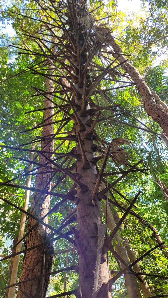 vascular plants from Middle Point NT 0822, Australia on July 13, 2023 ...