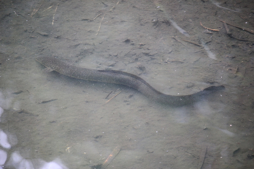 Australian Long-finned Eel from 152 Mount Coot-Tha Rd, Mount Coot-Tha ...