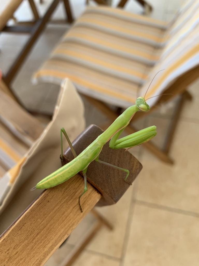 European Mantis from Lefkada, Lefkada, Ionian Islands, GR on July 2 ...