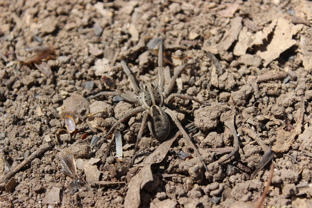 Union-Jack Wolf Spiders from Brisbane QLD, Australia on September 1 ...