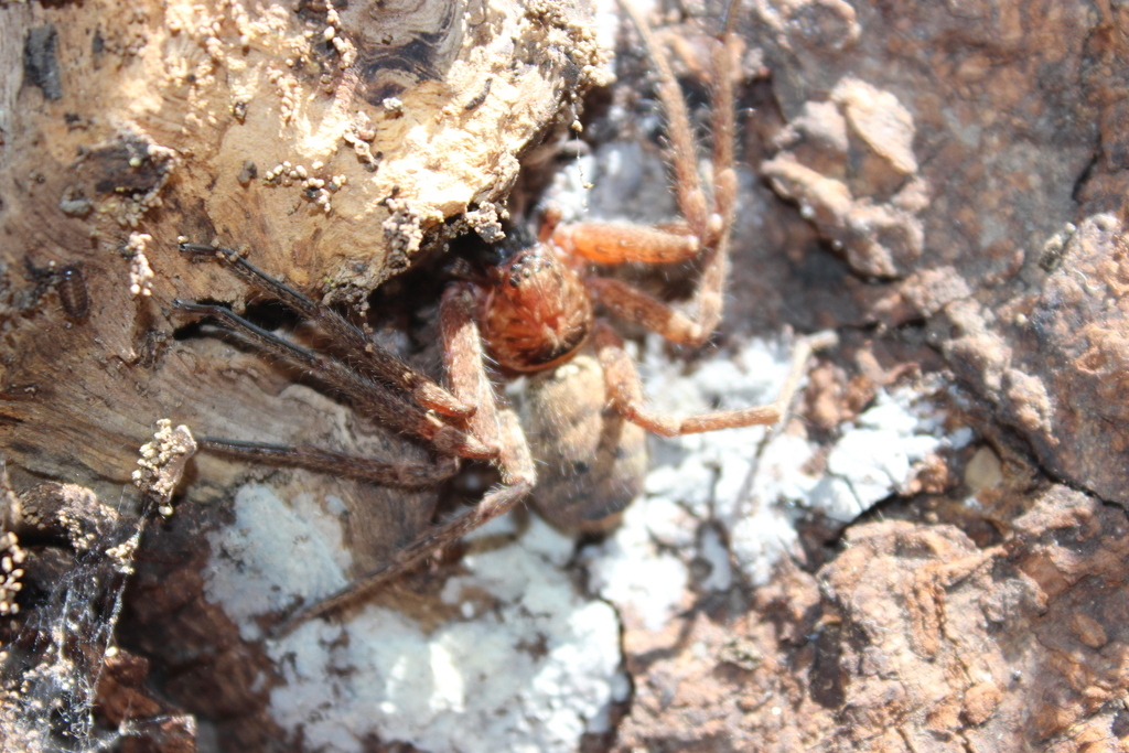 Jungle Huntsman Spider from Brisbane QLD, Australia on September 1 ...