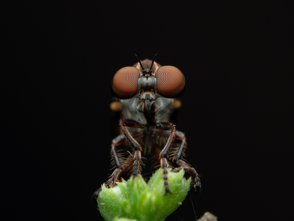 Gnat Ogres from Waukesha County, WI, USA on August 27, 2023 at 05:20 PM ...