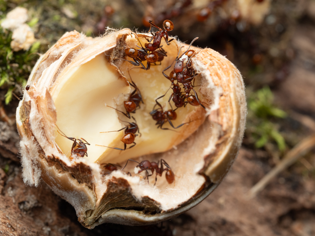 Tennessee Collared Ant from Waukesha County, WI, USA on August 28, 2023 ...