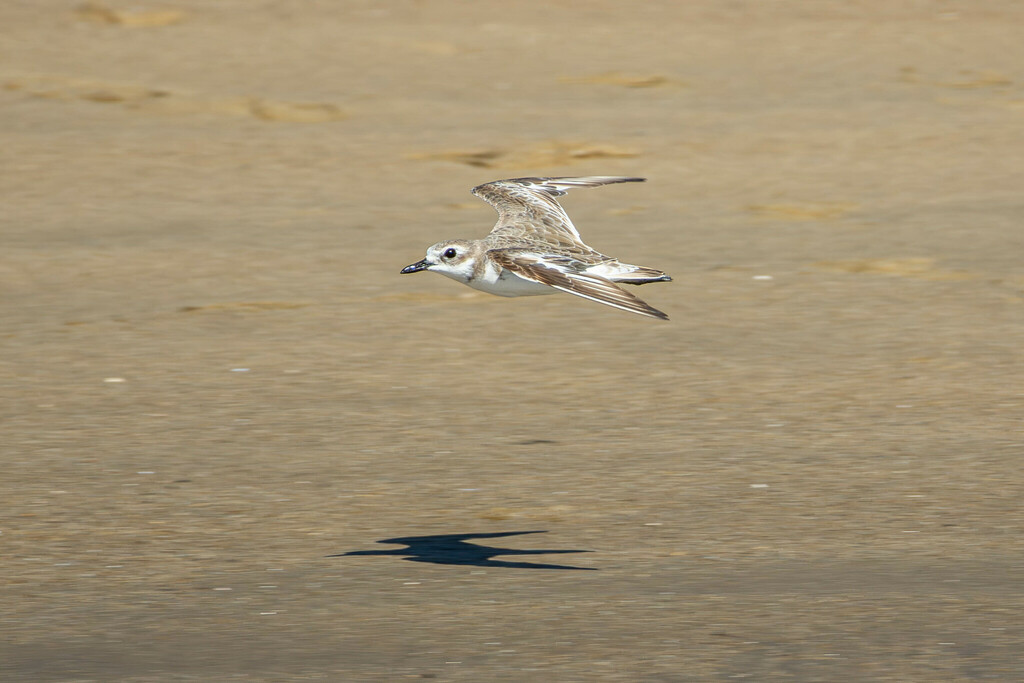 Greater Sand-Plover from Cairns, QLD, Australia on September 2, 2023 at ...