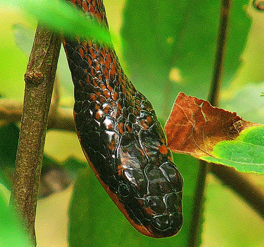 Puffing Snake in July 2023 by santiagopcol · iNaturalist