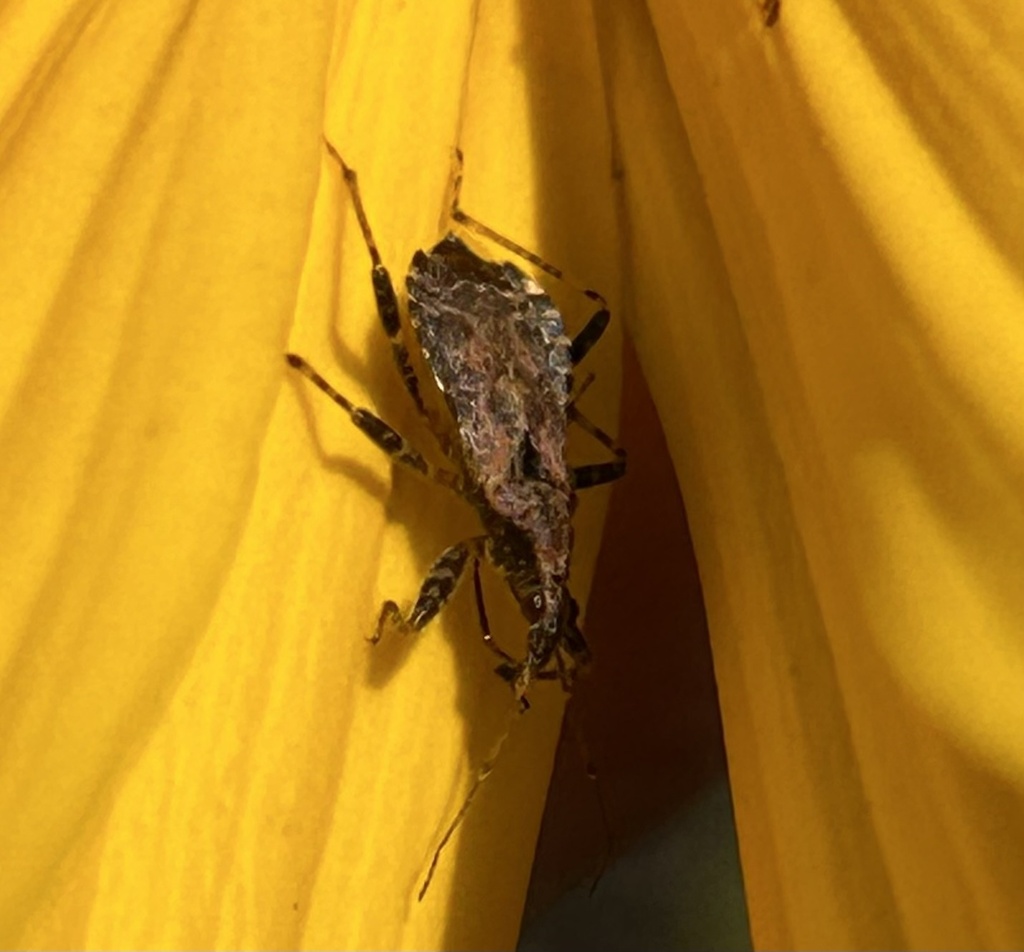 Ant Damselbug from Zealand, Holte, Capital Region of Denmark, DK on ...