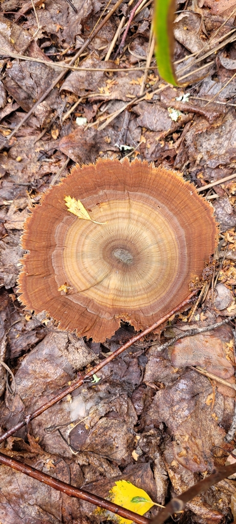 Brown Funnel Polypore from 04370 Tuusula, Suomi on September 2, 2023 at ...