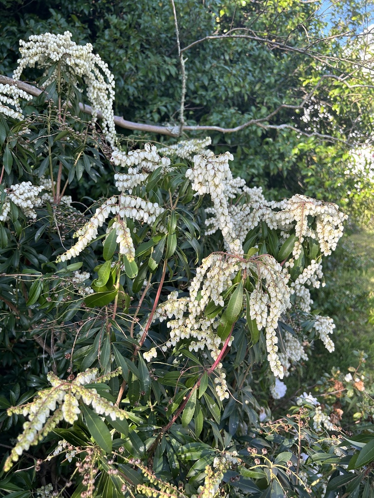 Japanese andromeda from Springwood Ave, Springwood, NSW, AU on ...