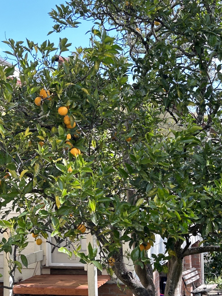 tangerine from Bee Farm Rd, Springwood, NSW, AU on September 2, 2023 at ...