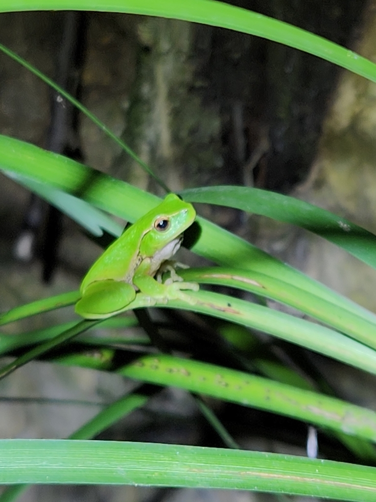 Leaf Green Tree Frog in September 2023 by Jono Dashper · iNaturalist