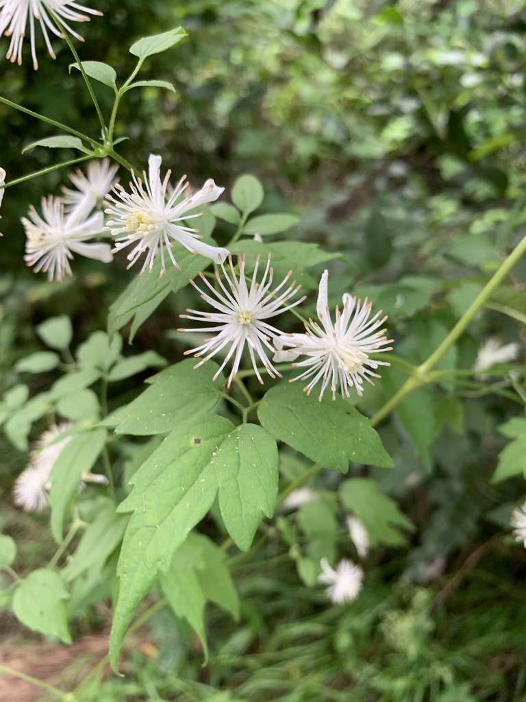 Clematis puberula from 南部山区, 济南市, 山东省, CN on September 2, 2023 at 07:03 ...