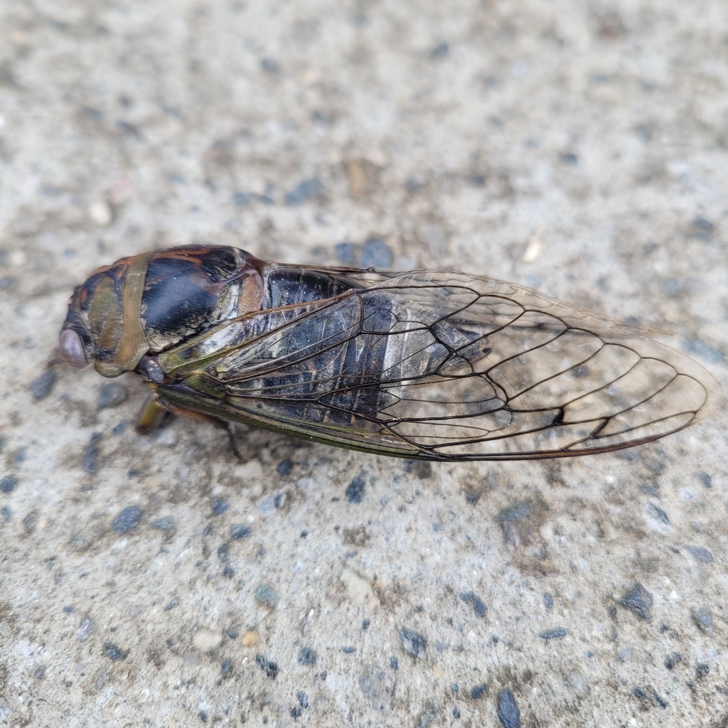 Northern Dusk-singing Cicada from Monroe, GA 30655, USA on September 2 ...