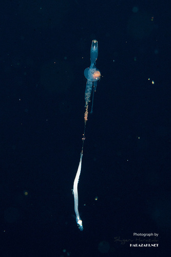 Family Rhizophysidae · iNaturalist