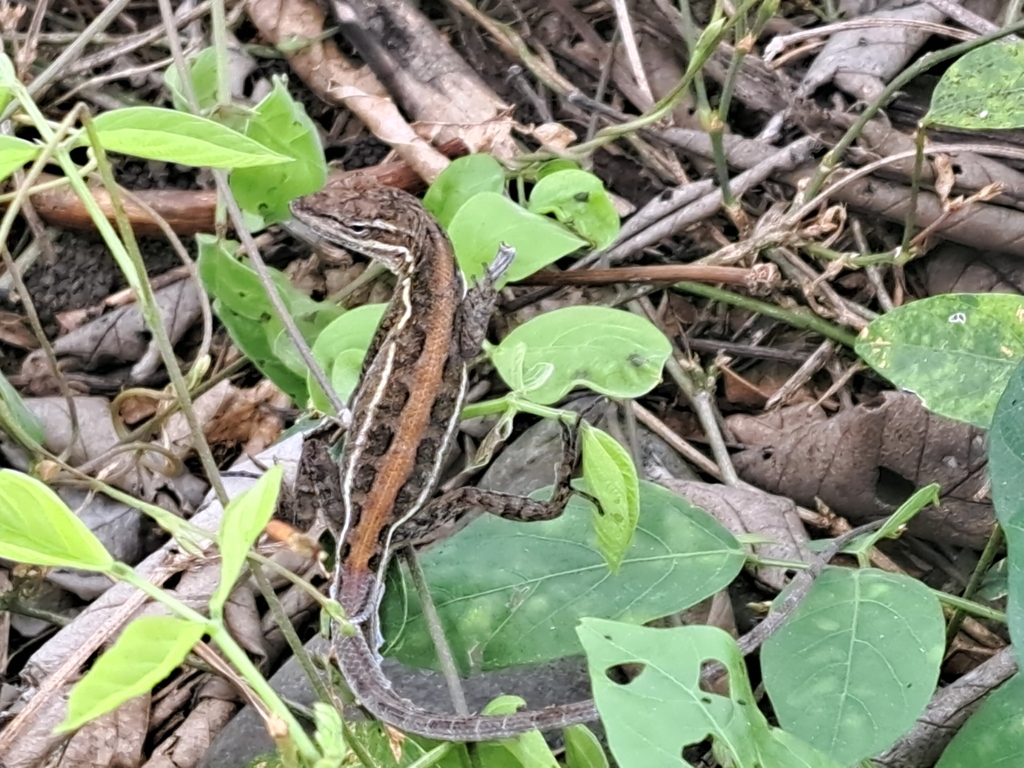 Grass Anole from Yopal, Casanare, Colombia on September 2, 2023 at 10: ...