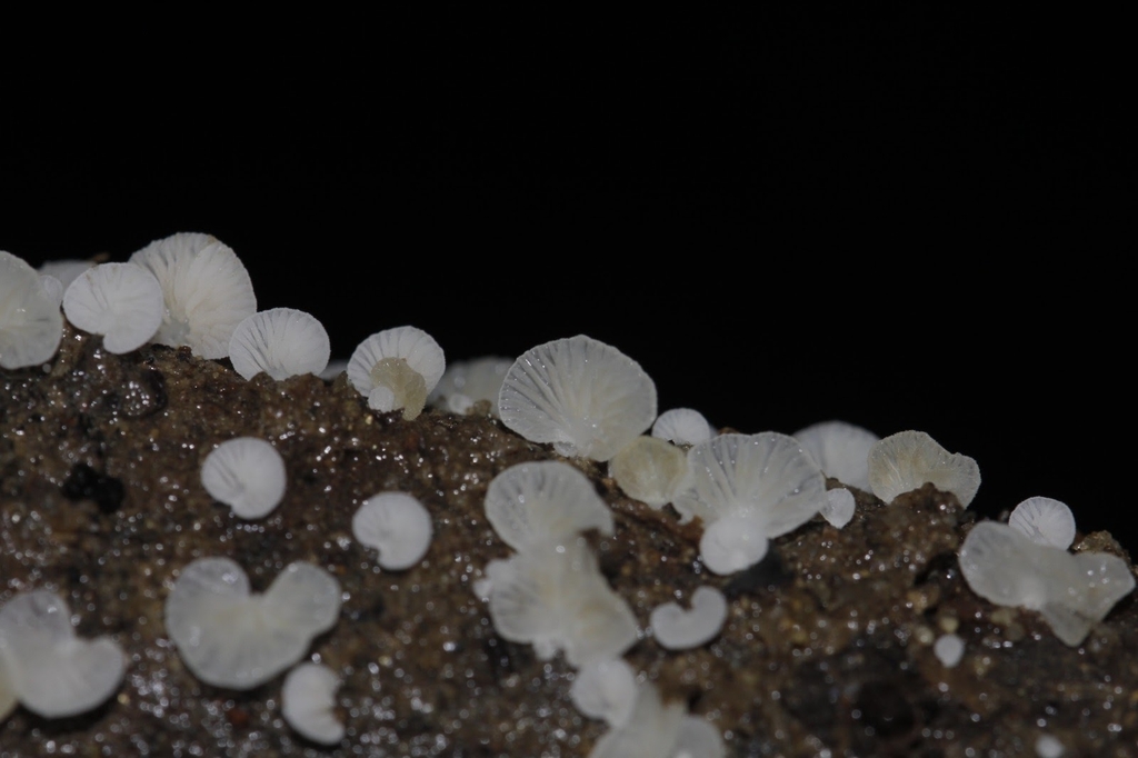 Cheimonophyllum from San Rafael, Antioquia on June 25, 2023 at 04:51 PM ...