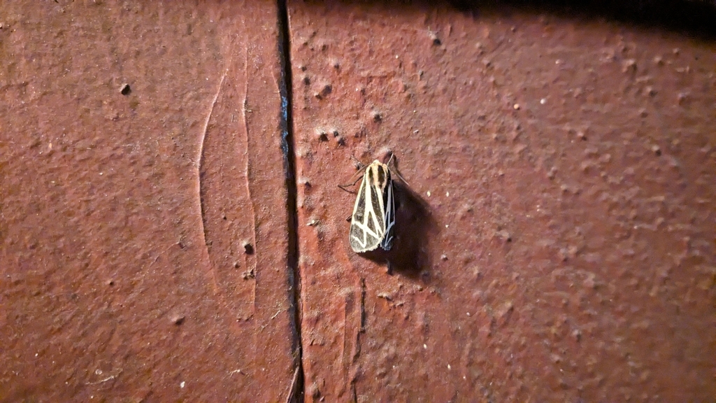 Apantesis in September 2023 by Dan Hutt · iNaturalist