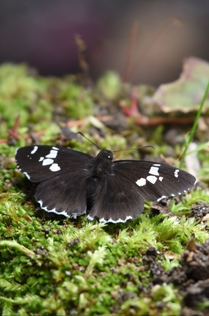 White-banded Flat from 1245-699 Sengokuhara, Hakone, Ashigarashimo ...