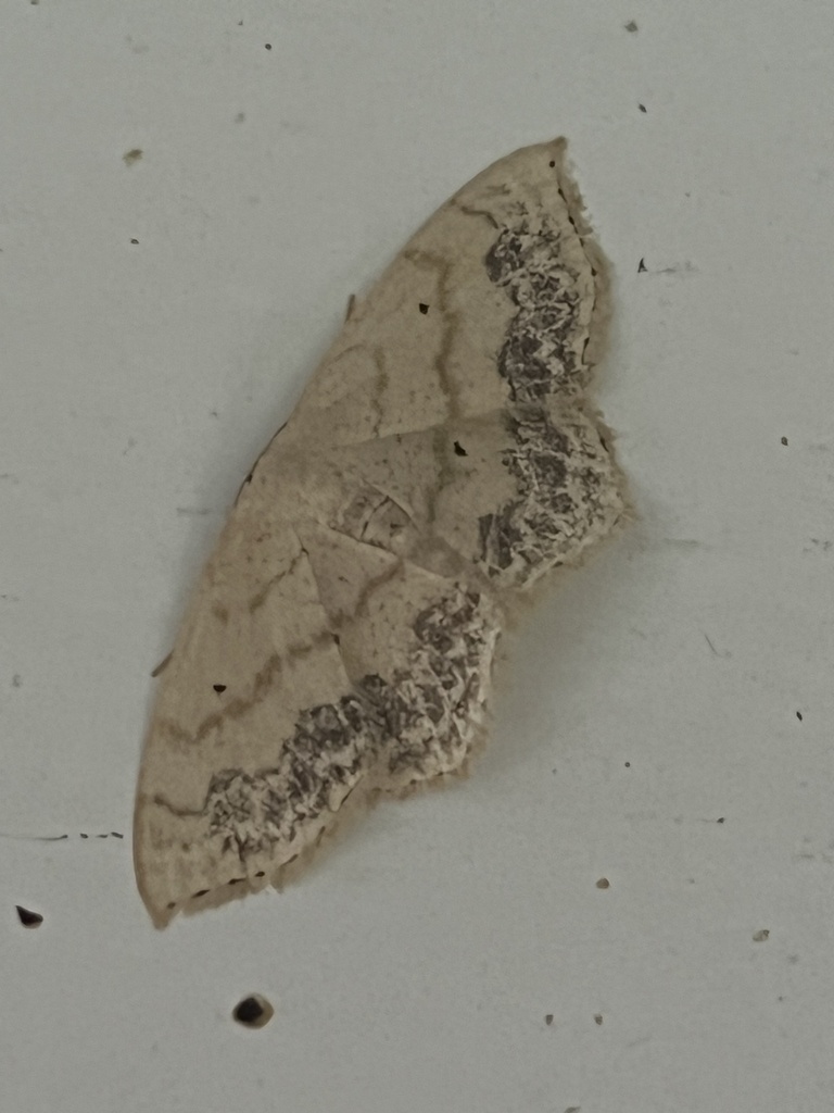 Large Lace-border Moth from Holly Dr N, Annapolis, MD, US on September ...